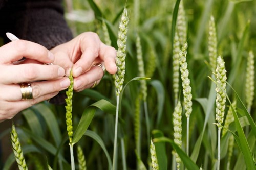 Spring wheat | LM Seed