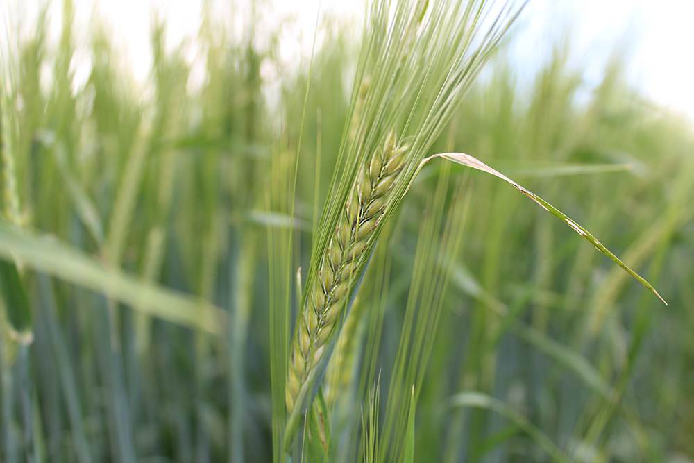 Spring barley | LM Seed