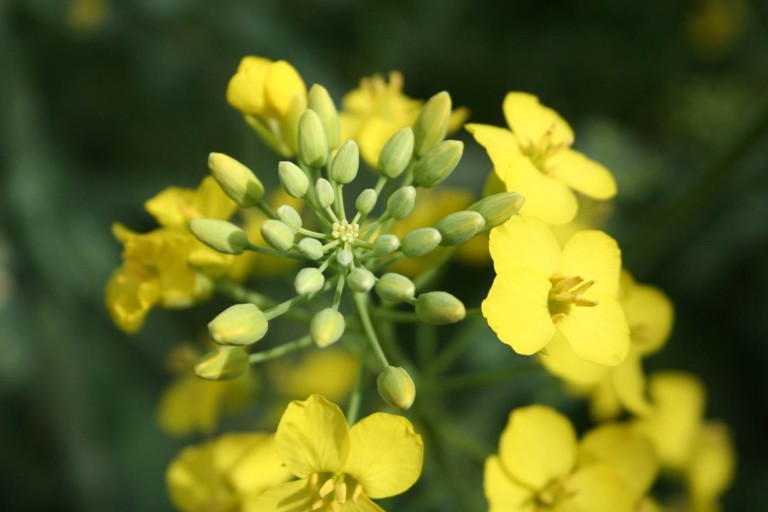 Spring oilseed rape and canola | LM Seed