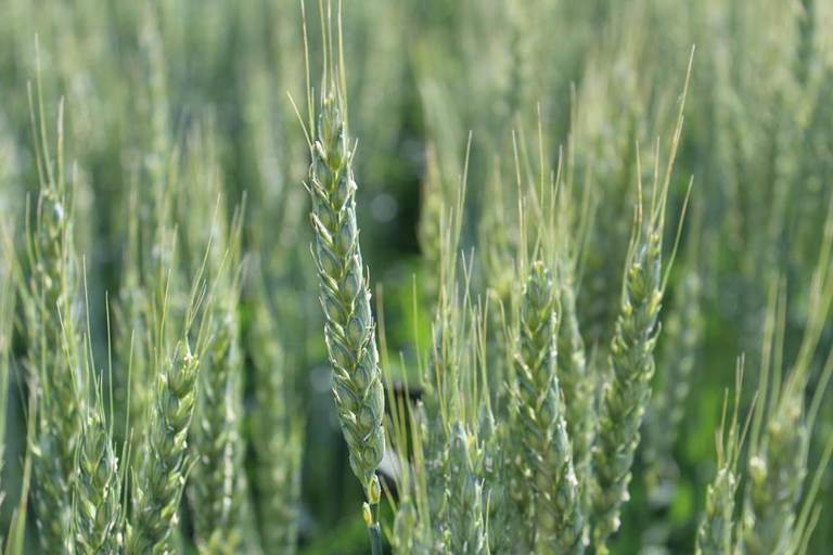 Spring wheat | LM Seed